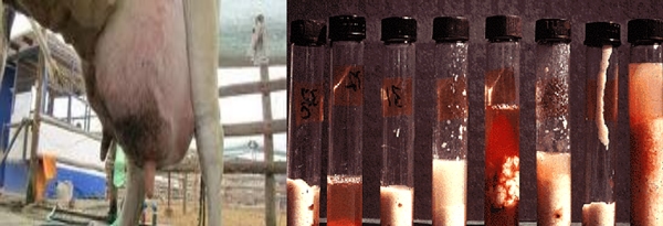 Pruebas para el diagnóstico de la mastitis bovina | Engormix