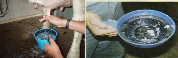 Pruebas para el diagnóstico de la mastitis bovina | Engormix