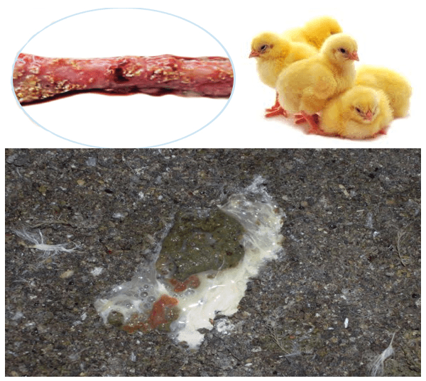Nutrición de precisión para pollo de engorde de alto desempeño | Engormix