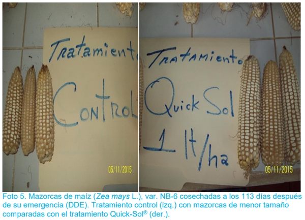 Efecto de la aplicación foliar de Quick-Sol® en el crecimiento y ...