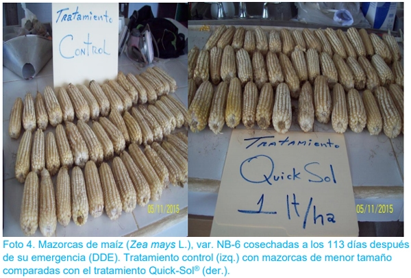 Efecto de la aplicación foliar de Quick-Sol® en el crecimiento y ...