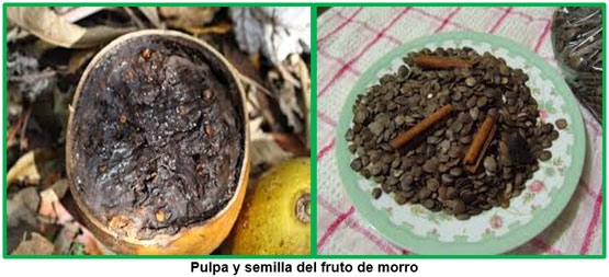 La importancia del arbol de morro (Crescentia alata) dentro de los ...