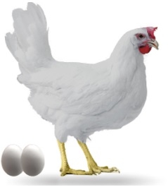 Anatomía del Pollo | Engormix