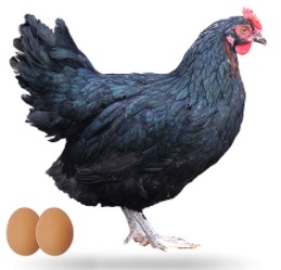 Anatomía del Pollo | Engormix