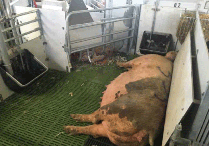 Guías prácticas: Sistemas de parideras de confinamiento temporal | Engormix