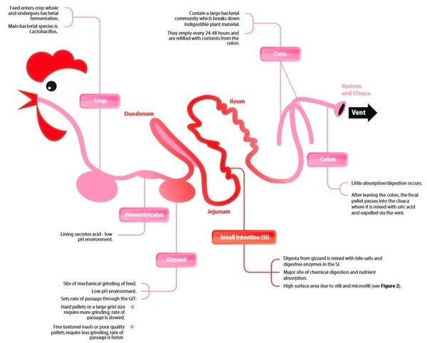¿Es mejor tener más grasa en el pienso para pollos de engorde? | Engormix