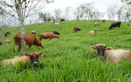 Potencial de producción de leche en el trópico de Ecuador | Engormix