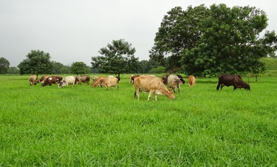 Potencial de producción de leche en el trópico de Ecuador | Engormix