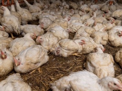 ¿Por qué la salud intestinal de los pollos de engorde es la clave para ...