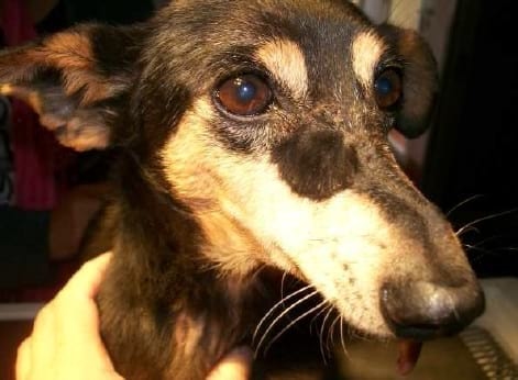Reparación de un defecto nasal amplio en un canino mediante empleo del ...
