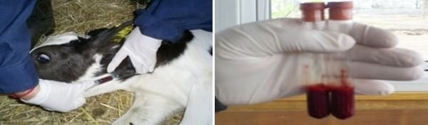 ¿Cómo evaluar la calidad del calostro y la inmunidad de las terneras ...