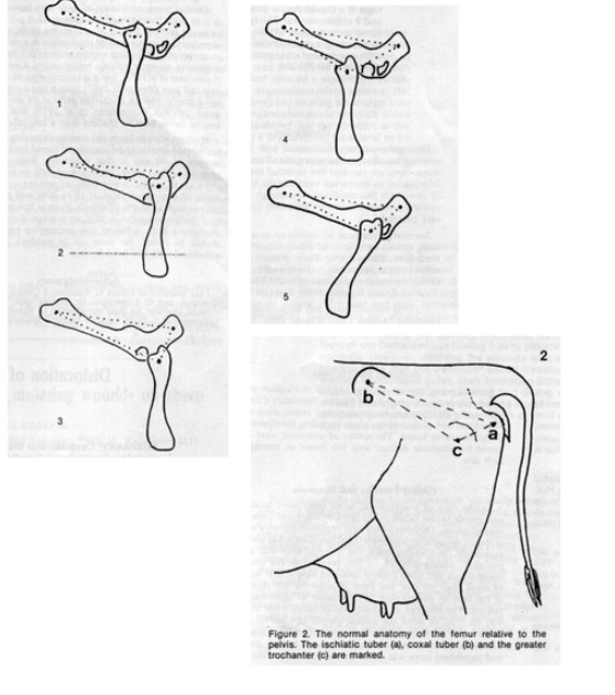 Intervención de la resolución de cadera luxada | Engormix