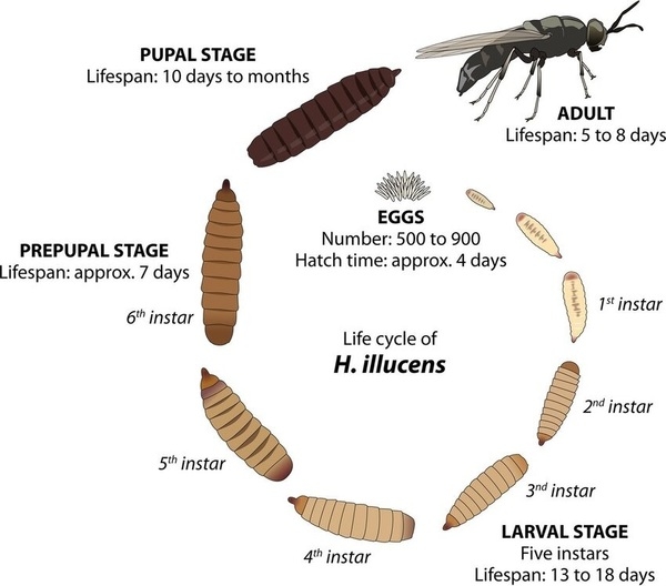 Uso de harinas de larva de la mosca soldado negra (MSN) para una nutrición sostenible en ...