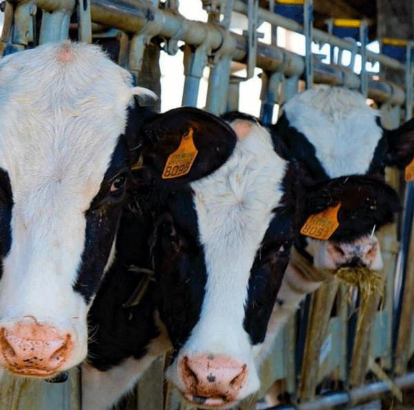 NUTRICIÓN & SALUD: Palatantes multifuncionales para sistemas de ordeño ...