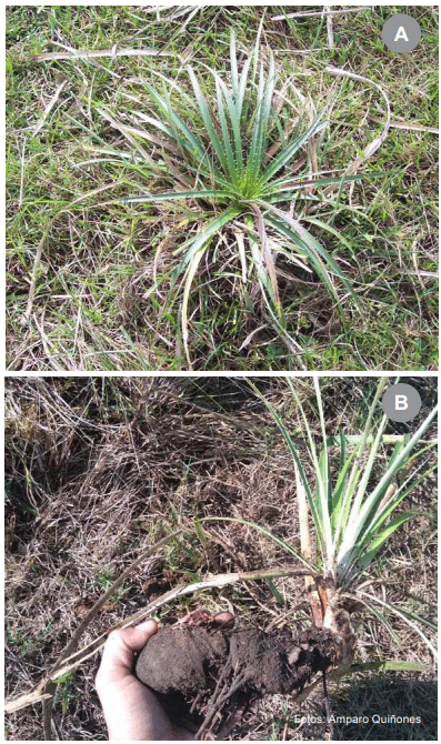 Principales aspectos de la ecología y manejo de cardilla en pastizales ...