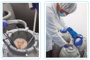 La tecnología de la criopreservación de semen bovino | Engormix