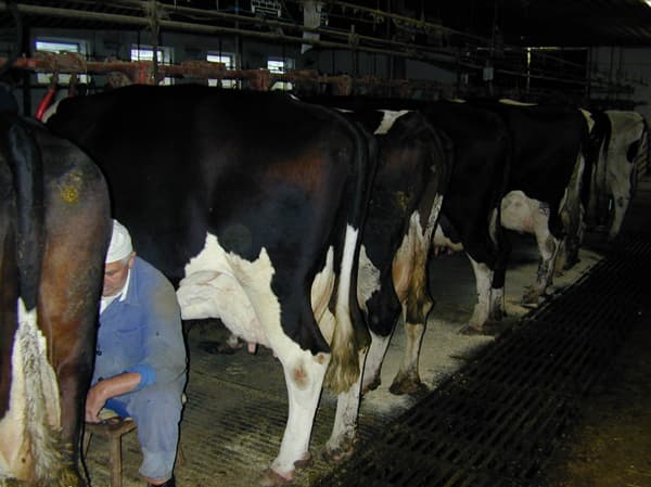 Mastitis - Introduccion, los factores que influyen en la salud de la ...