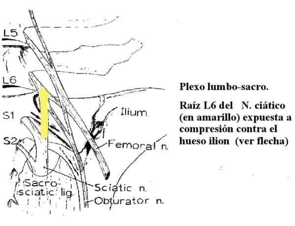 Flexión del Menudillo | Engormix