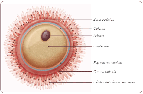 Conceptos generales de selección de oocitos bovinos a nivel de campo | Engormix