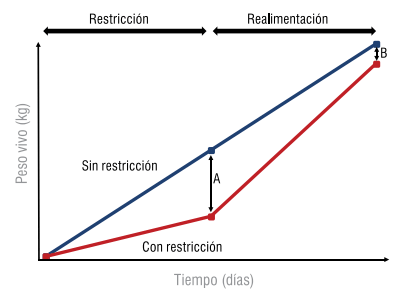 Crecimiento compensatorio de terneros y terneras en Uruguay | Engormix