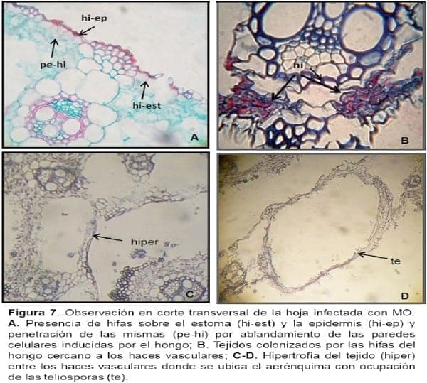 Biología e histopatología del carbón ustilago filiformis (=u ...