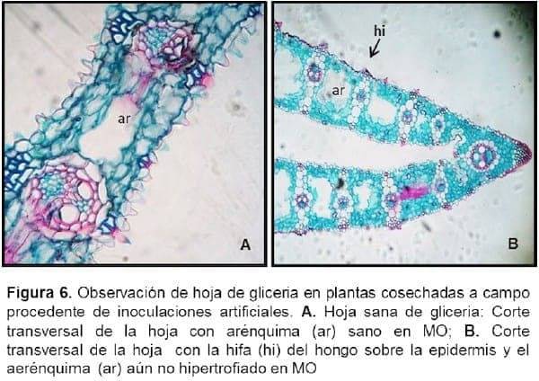 Biología e histopatología del carbón ustilago filiformis (=u ...