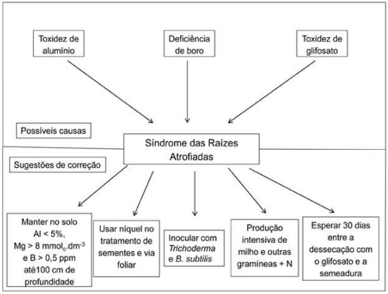 Síndrome de las raíces atrofiadas III. Toxidez de glifosato | Engormix