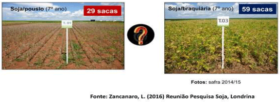 Síndrome de las raíces atrofiadas I. Toxicidad del aluminio | Engormix