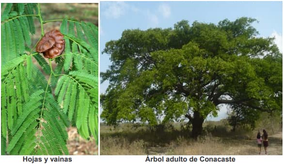 El Conacaste (Enterolobium cyclocarpum), un árbol de usos múltiples en ...