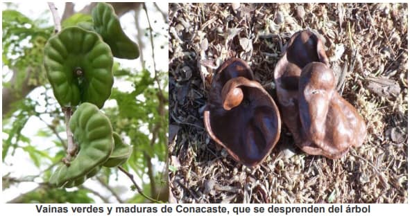 El Conacaste (Enterolobium cyclocarpum), un árbol de usos múltiples en ...