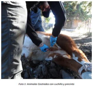Utilización y evaluación de diferentes métodos de castración en ...