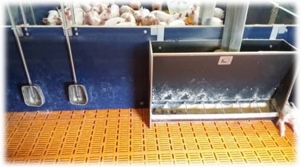 Decálogo de transición de lechones | Engormix