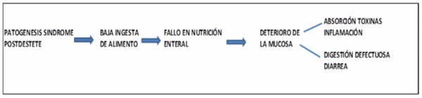 Decálogo de transición de lechones | Engormix