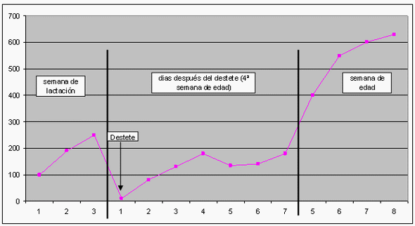 Decálogo de transición de lechones | Engormix
