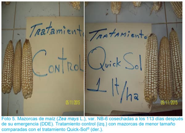 Efecto de la aplicación foliar de Quick-Sol® en el crecimiento y ...