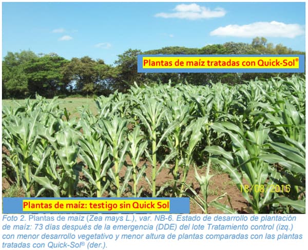 Efecto de la aplicación foliar de Quick-Sol® en el crecimiento y ...