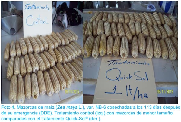 Efecto de la aplicación foliar de Quick-Sol® en el crecimiento y ...