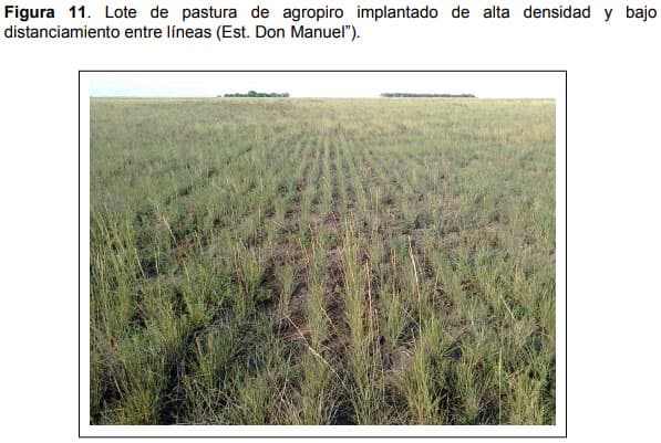 Guia práctica para la implantación de las principales pasturas perennes ...