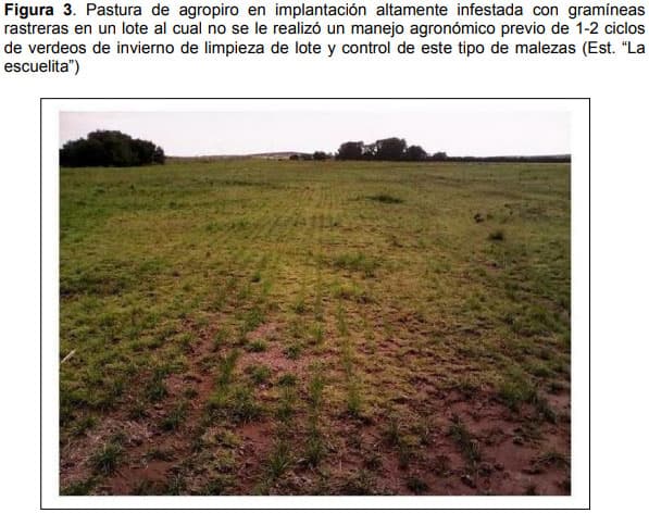 Guia práctica para la implantación de las principales pasturas perennes ...