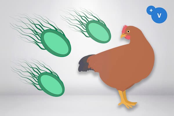Colibacilosis aviar: factores de riesgo, tipos de infección, prevención ...
