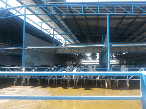 El establo "La Cantabra" en el norte de Mexico. Una mirada a seis años desde implementar un ...