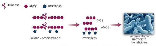 Importancia de la xilanasa en los alimentos balanceados para animales ...