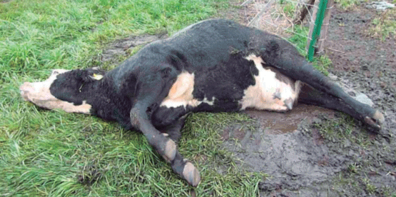 Hipomagnesemia bovina | Engormix