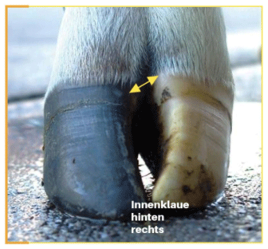 Pododermatitis y el manejo de la prevención | Engormix