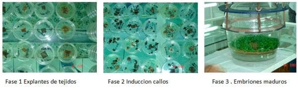 Visión y perspectiva hacia la Embriogénesis Somática | Engormix
