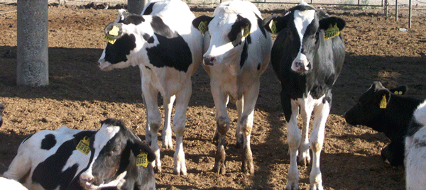 ¿Cuál es la importancia de la transición en las becerras lecheras desde el destete hasta los 6 ...