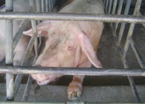 Caso de estudio: patología e histopatología como herramientas para el ...