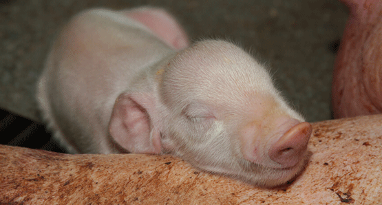 Manejo del lechón recién nacido | Engormix