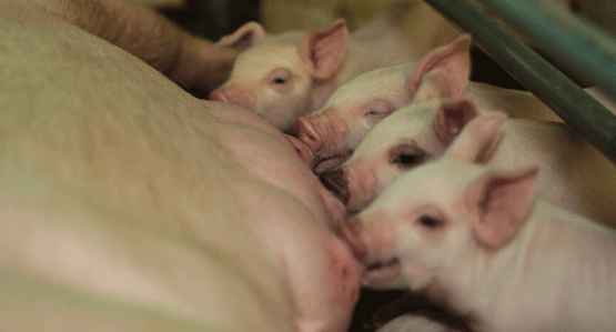 Manejo del lechón recién nacido | Engormix