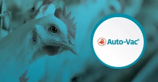 Vacunas autógenas: una herramienta disponible para uso en las granjas ...